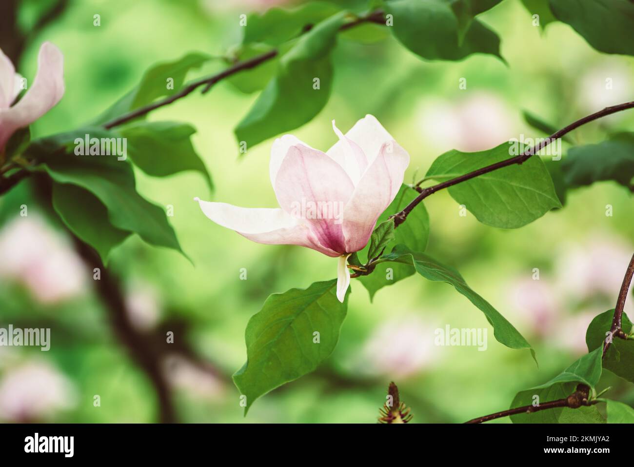 Magnolia spring flowers Stock Photo - Alamy