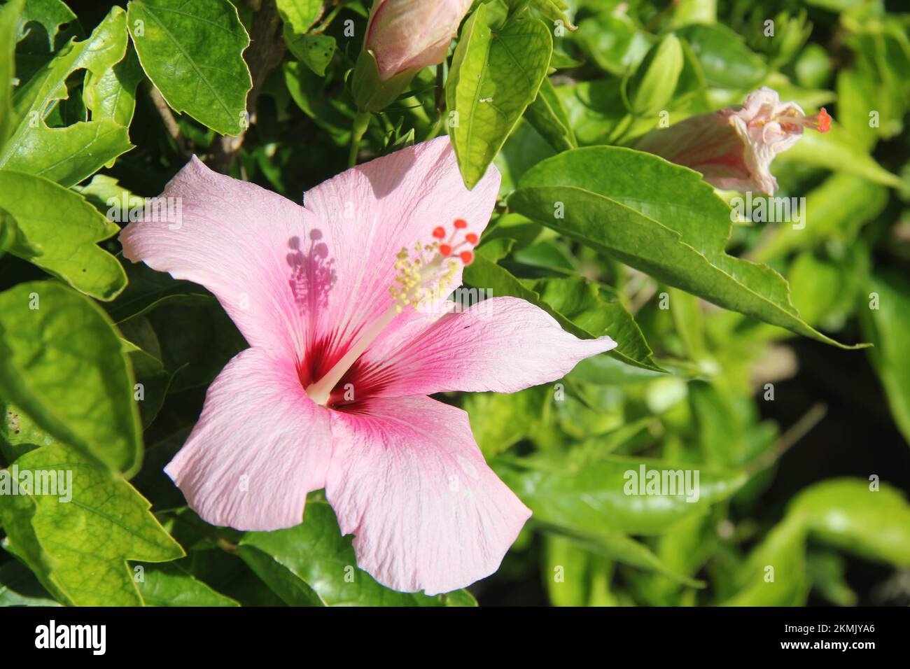 A closeup shot of a pink hibiscus flower in a garden under the bright ...