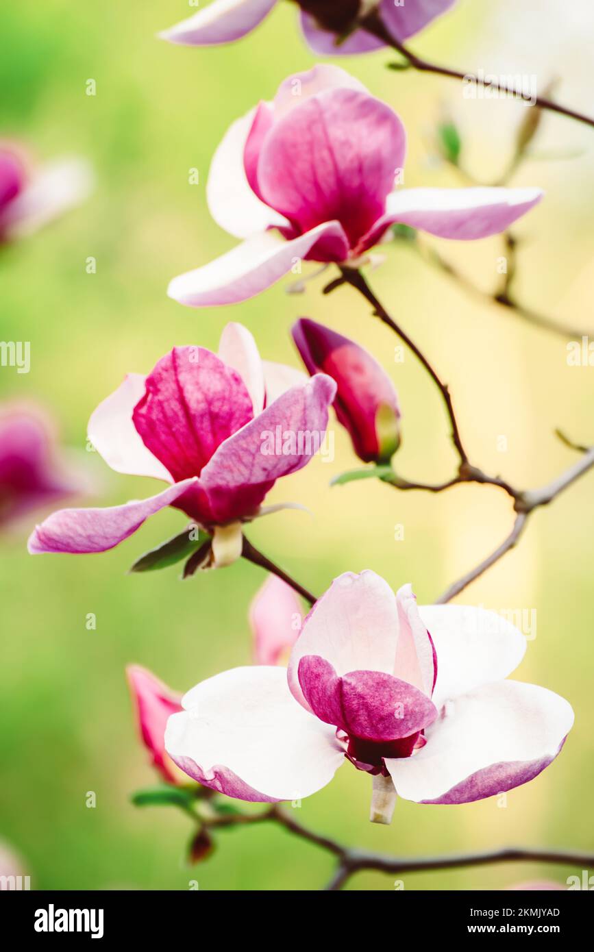 Magnolia spring flowers Stock Photo - Alamy