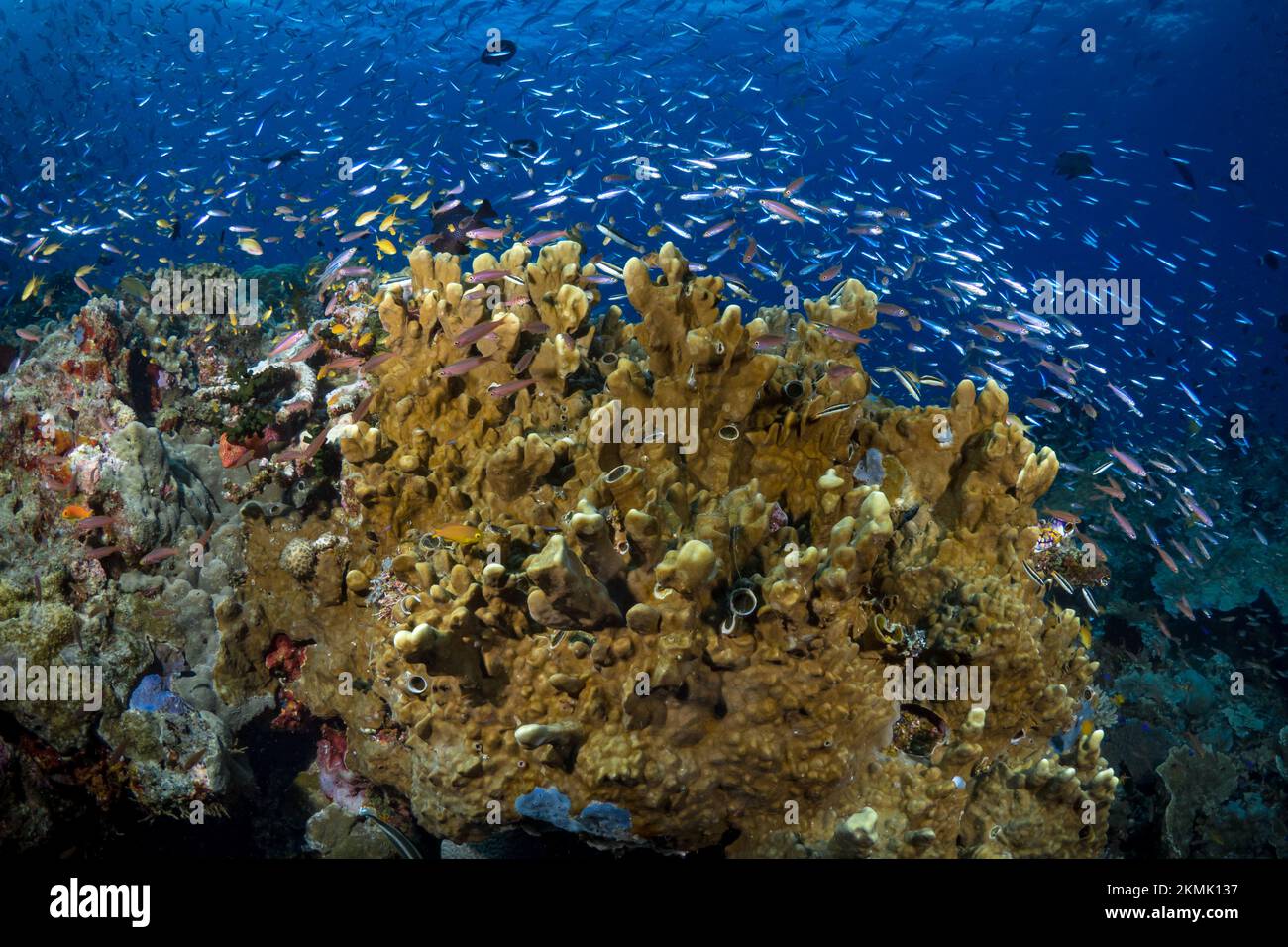 Biodiversity of coral reef system - Asortment of tropical reef fish ...