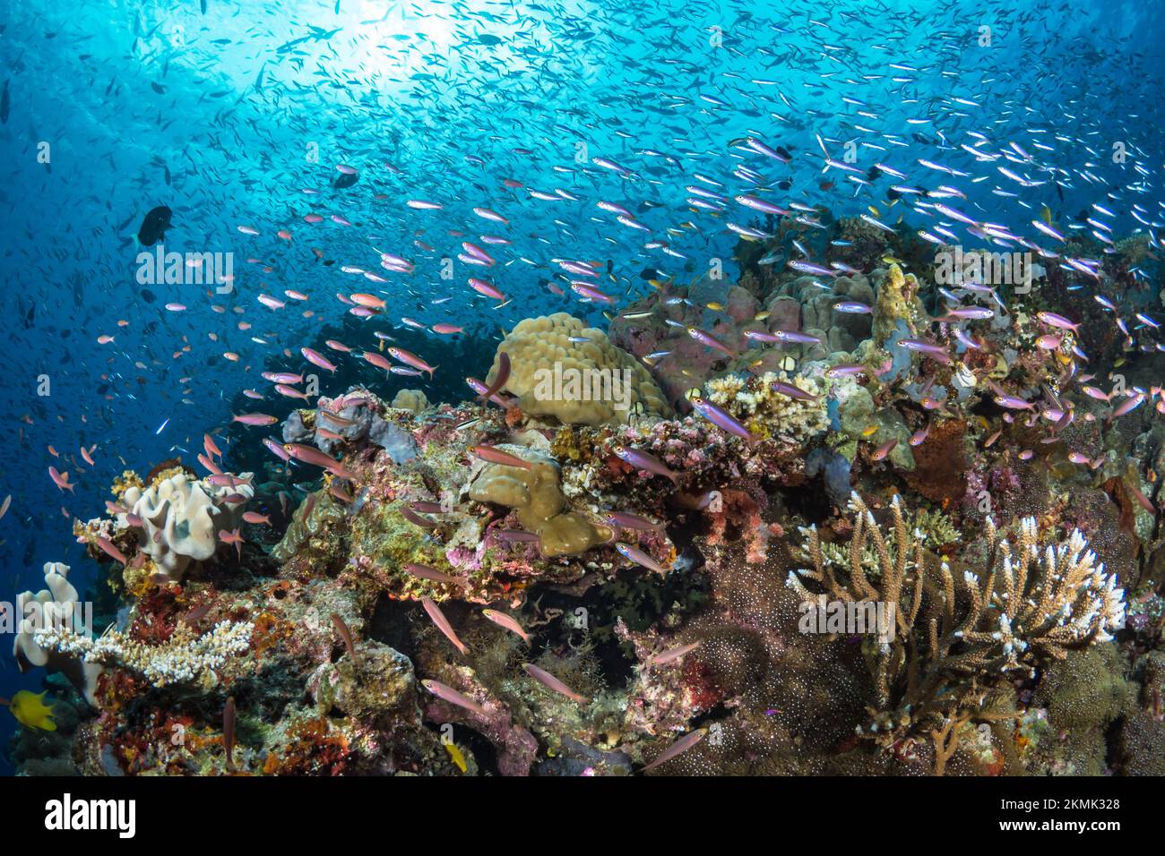 Biodiversity of coral reef system - Asortment of tropical reef fish ...