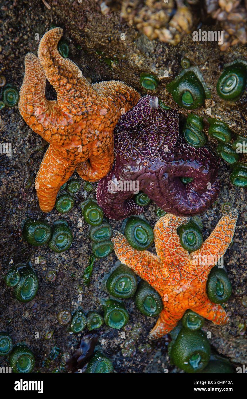 Starfish in Tidal Pools at Bandon Beach in Southern Oregon Stock Photo ...