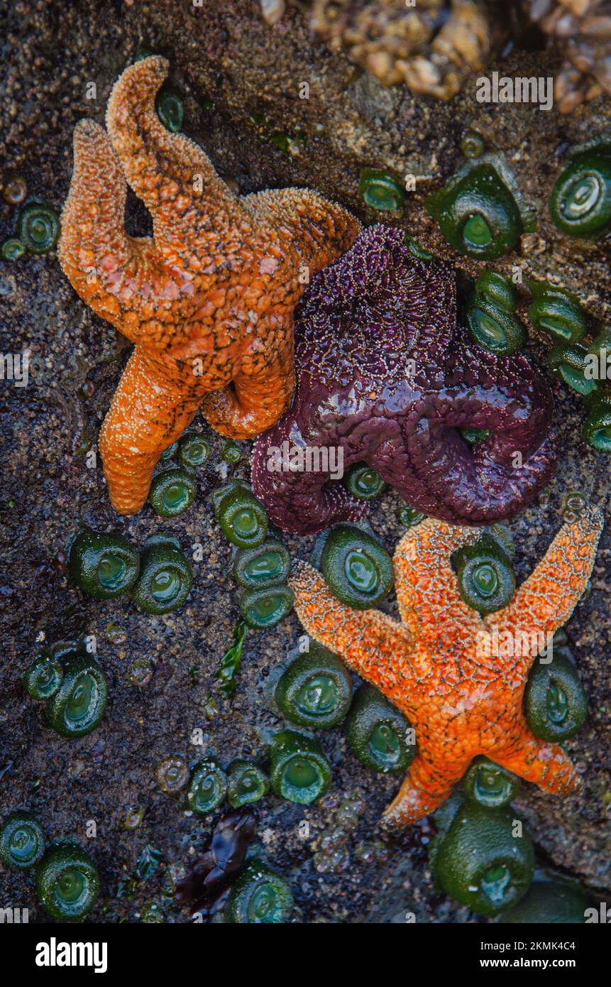 Oregon coast rock pool hi-res stock photography and images - Alamy