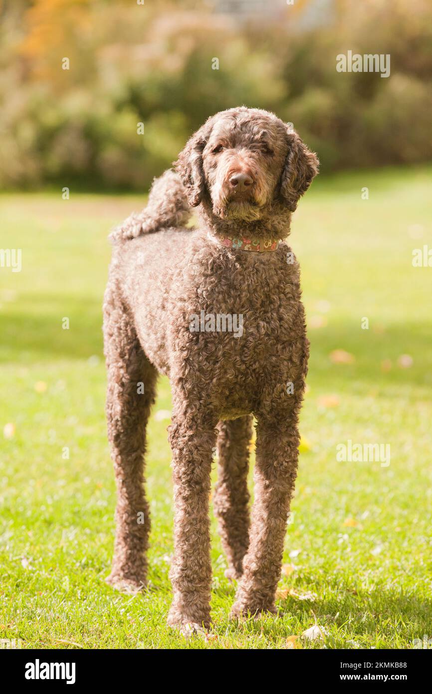 Standard poodle outside at the park on a sunny autumn day. Tall female ...