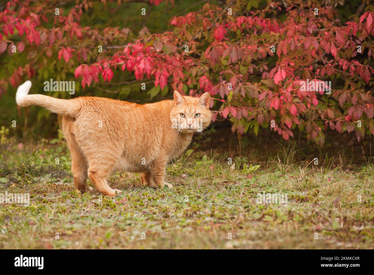Big fat yellow cat in the outdoors during the fall season. Overweight ...