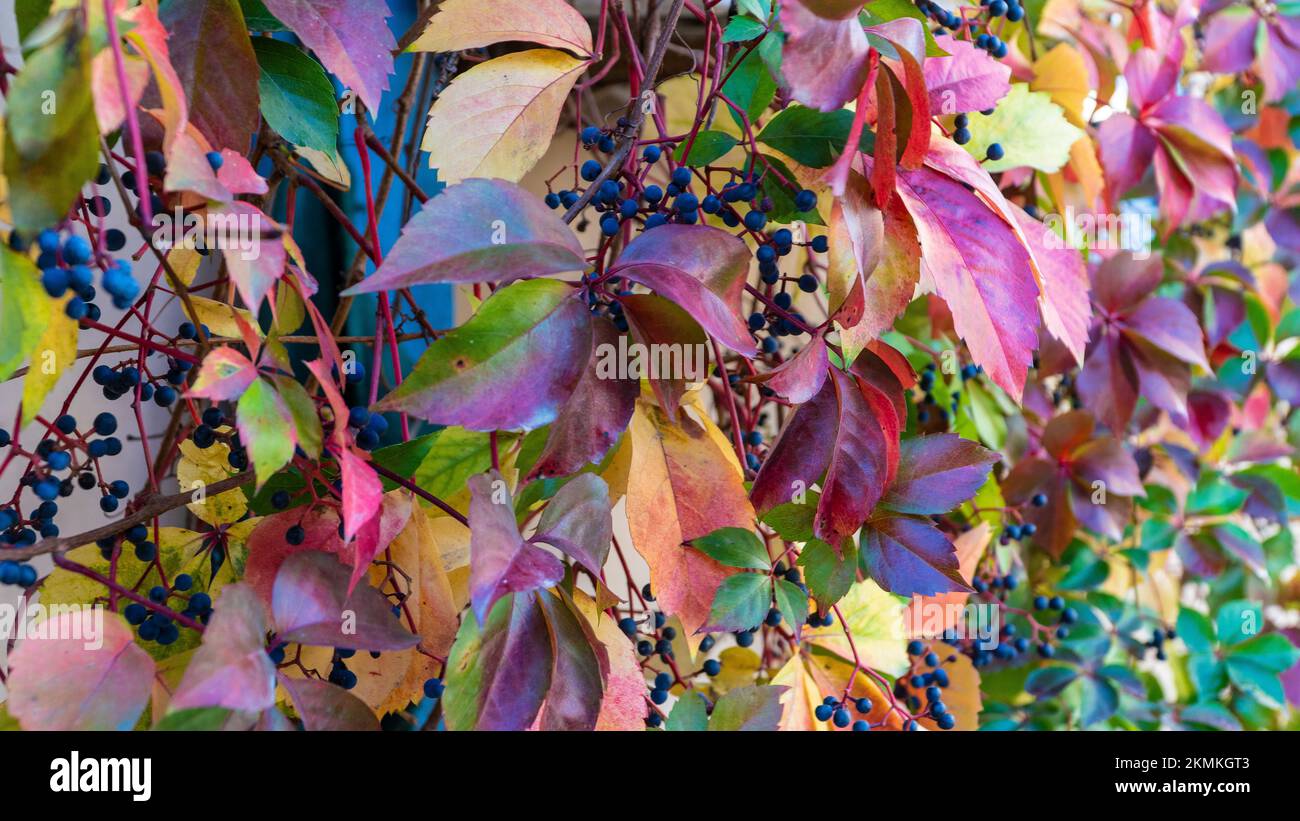 Autumn colors background. Colorful background. Mixed vibrant colors on ...