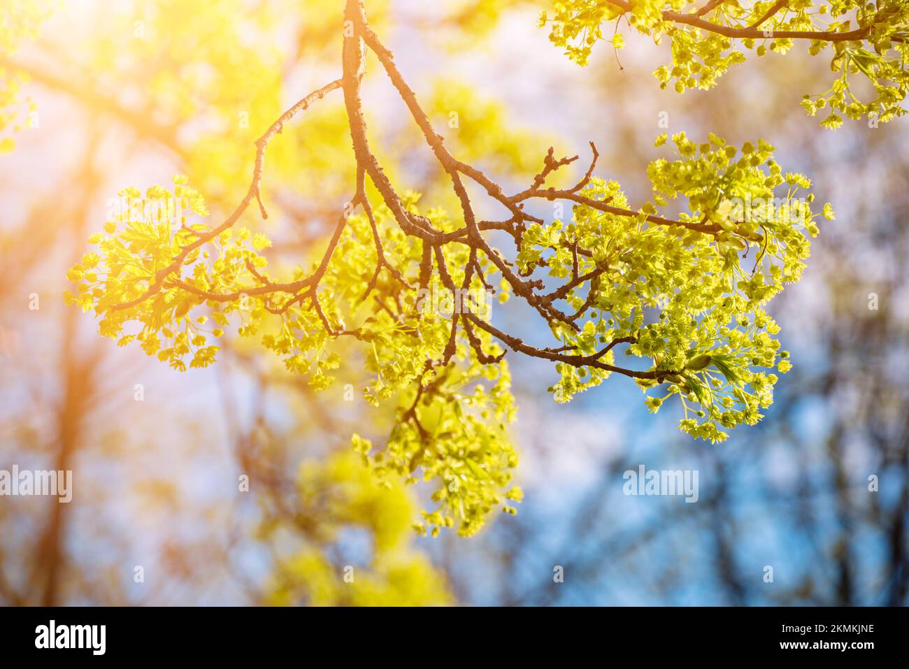 Blooming of maple tree Stock Photo - Alamy