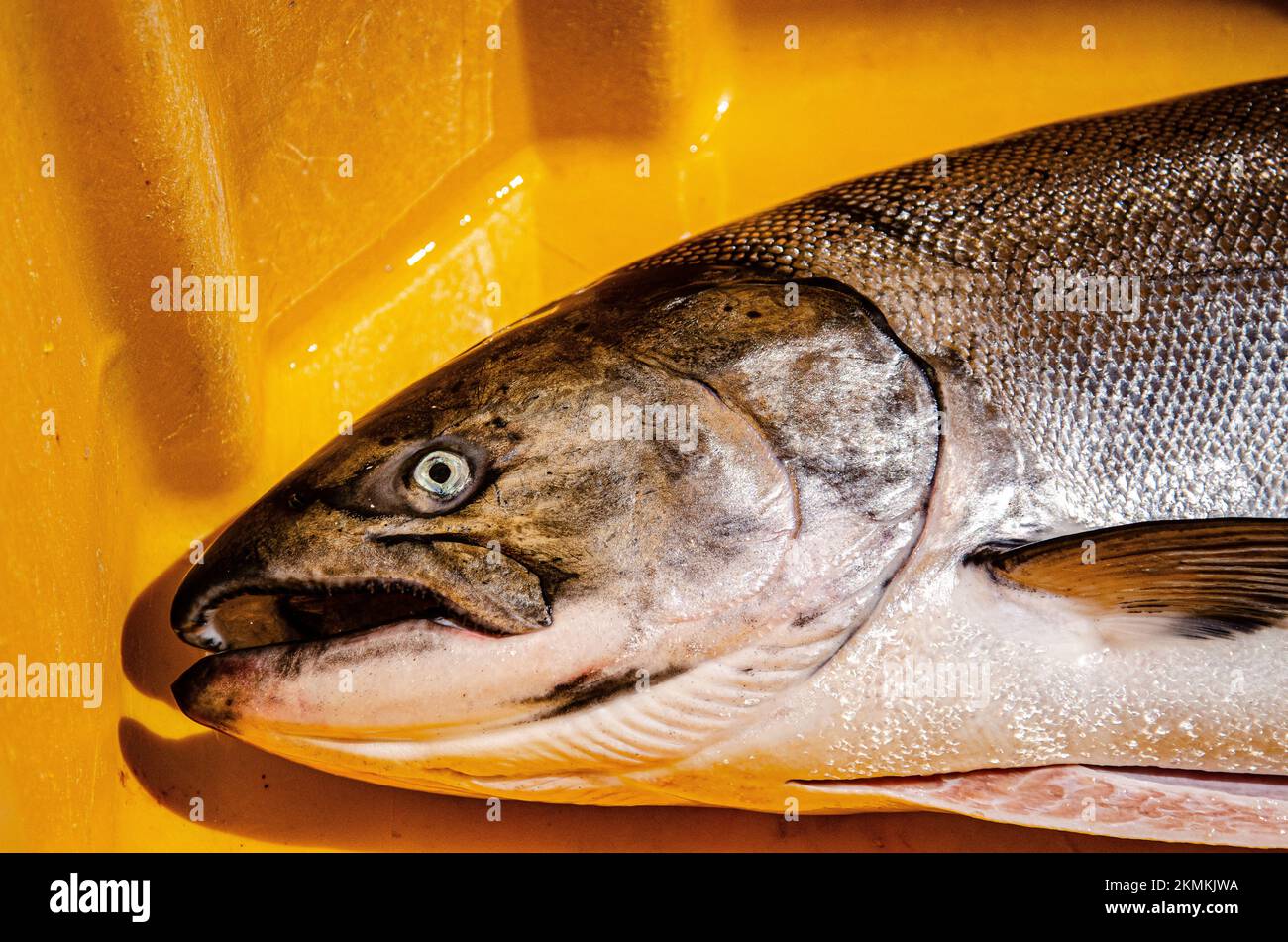 Southern fish hi-res stock photography and images - Alamy