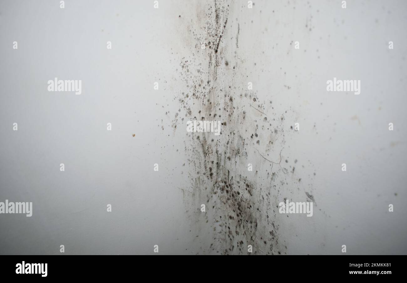 photo of a white wall smeared by black mold. and fungus in the corner ...