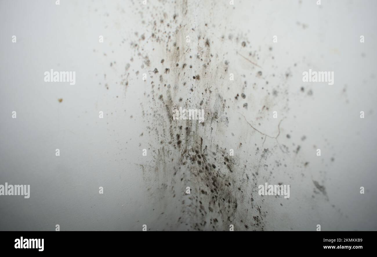 photo of a white wall smeared by black mold. and fungus in the corner ...