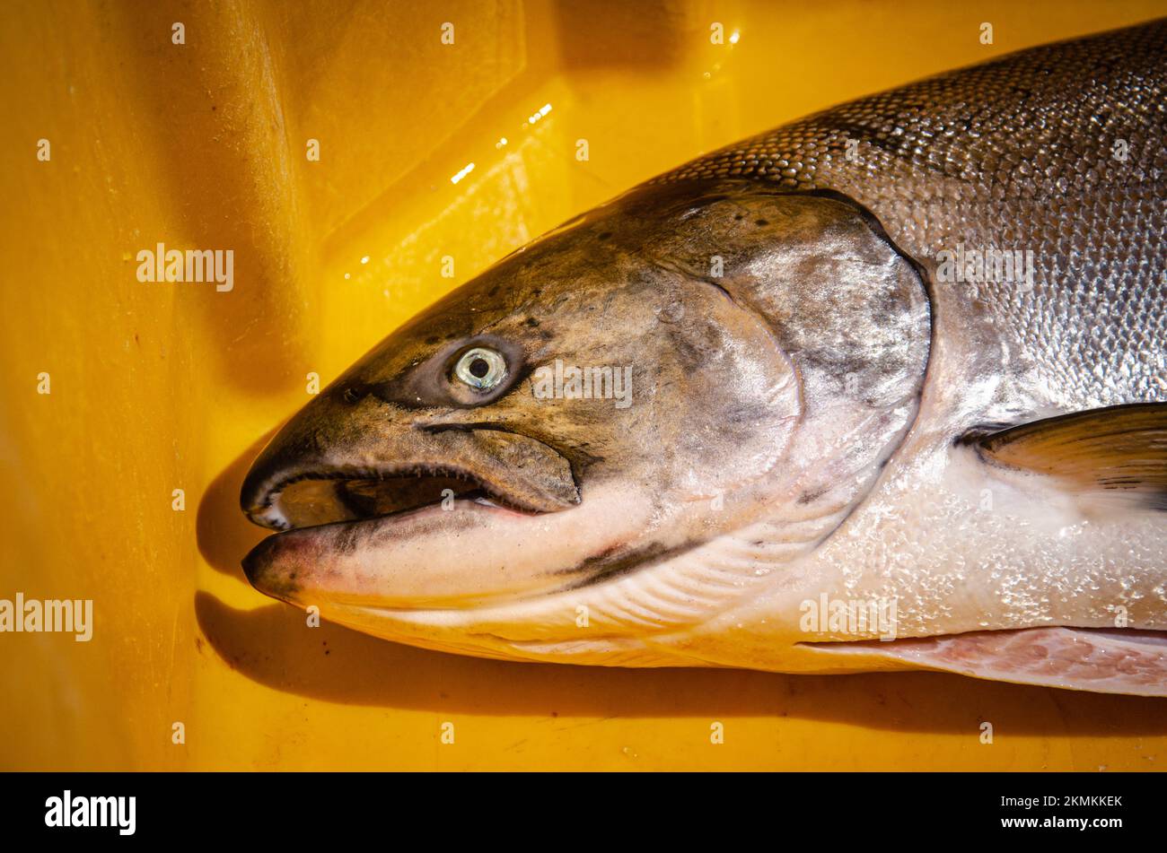Bandon Beach in Southern Oregon Stock Photo - Alamy