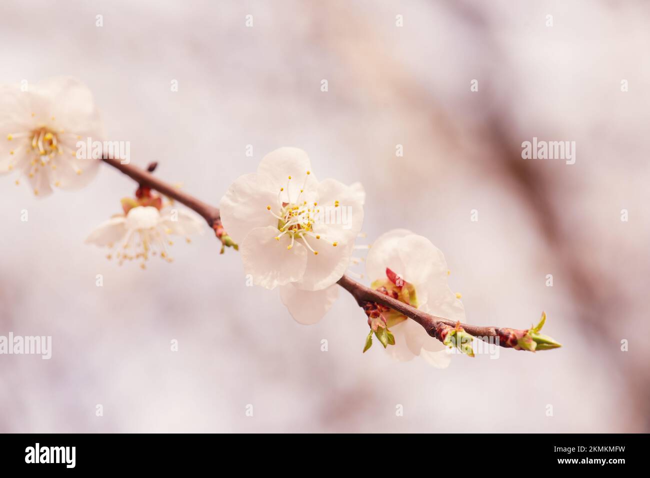 Apricot tree blossoms Stock Photo - Alamy