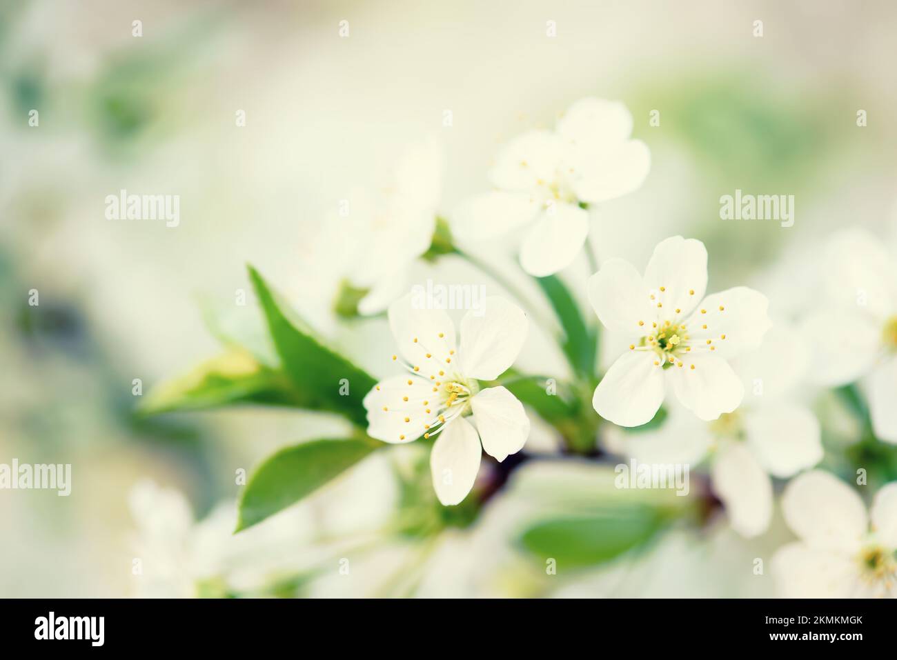 Cherry spring flowers Stock Photo - Alamy