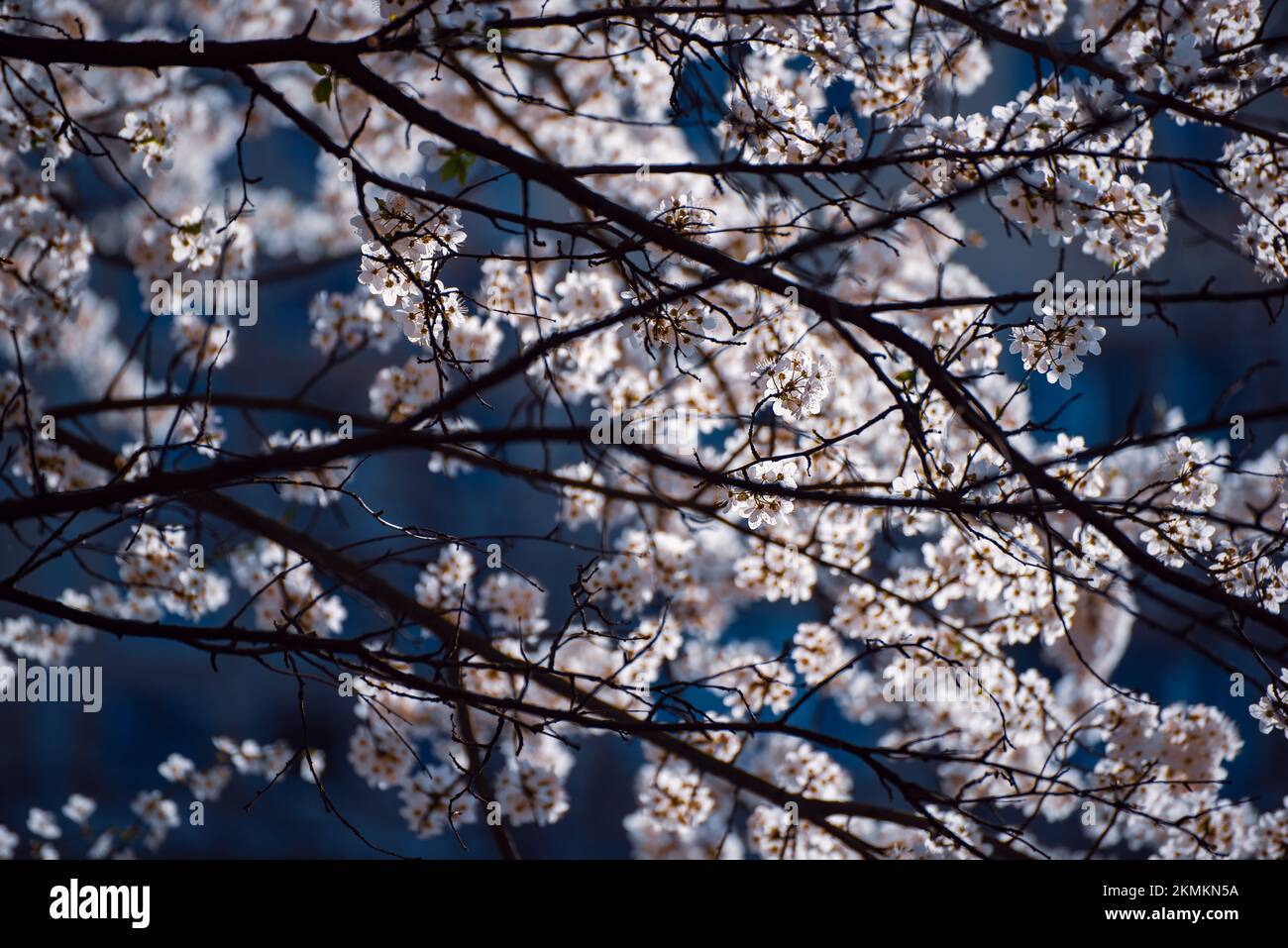 Apricot tree blossoms Stock Photo - Alamy