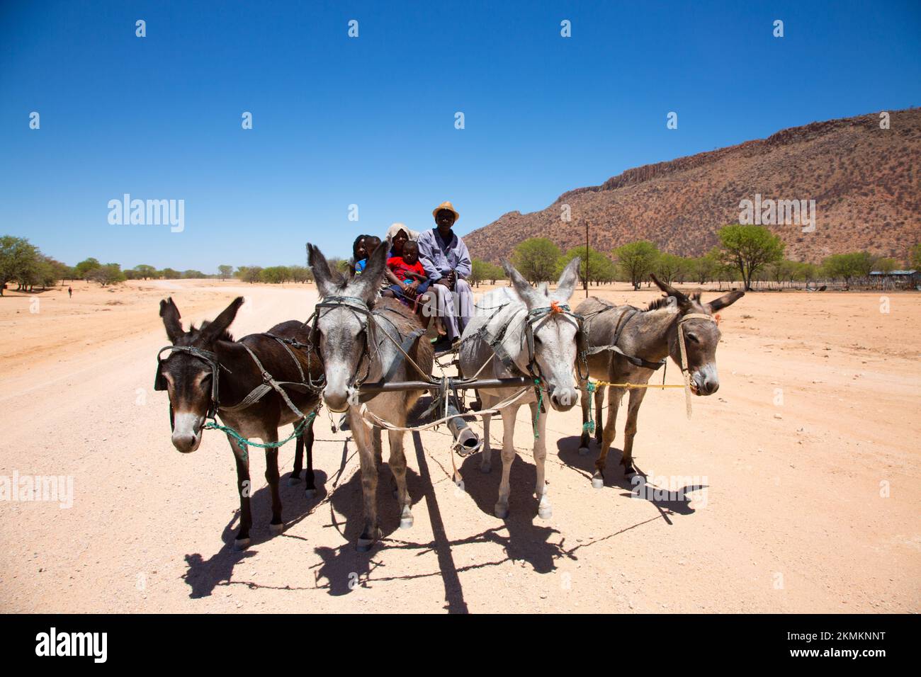 NAMIBIA. Hardap region. Kalahari Desert. Family traveling by cart on ...