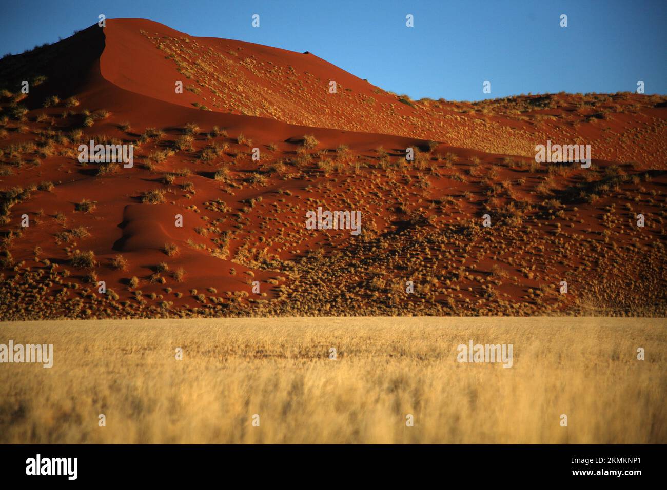 NAMIBIA. Namib-Naukluft National Park, Sossusvlei red sand dunes Stock ...