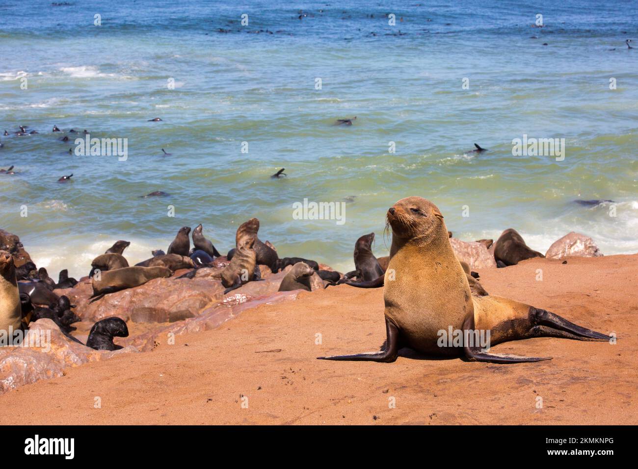 NAMIBIA. The Skeleton Coast, Cape Cross, Fur Seals Stock Photo - Alamy