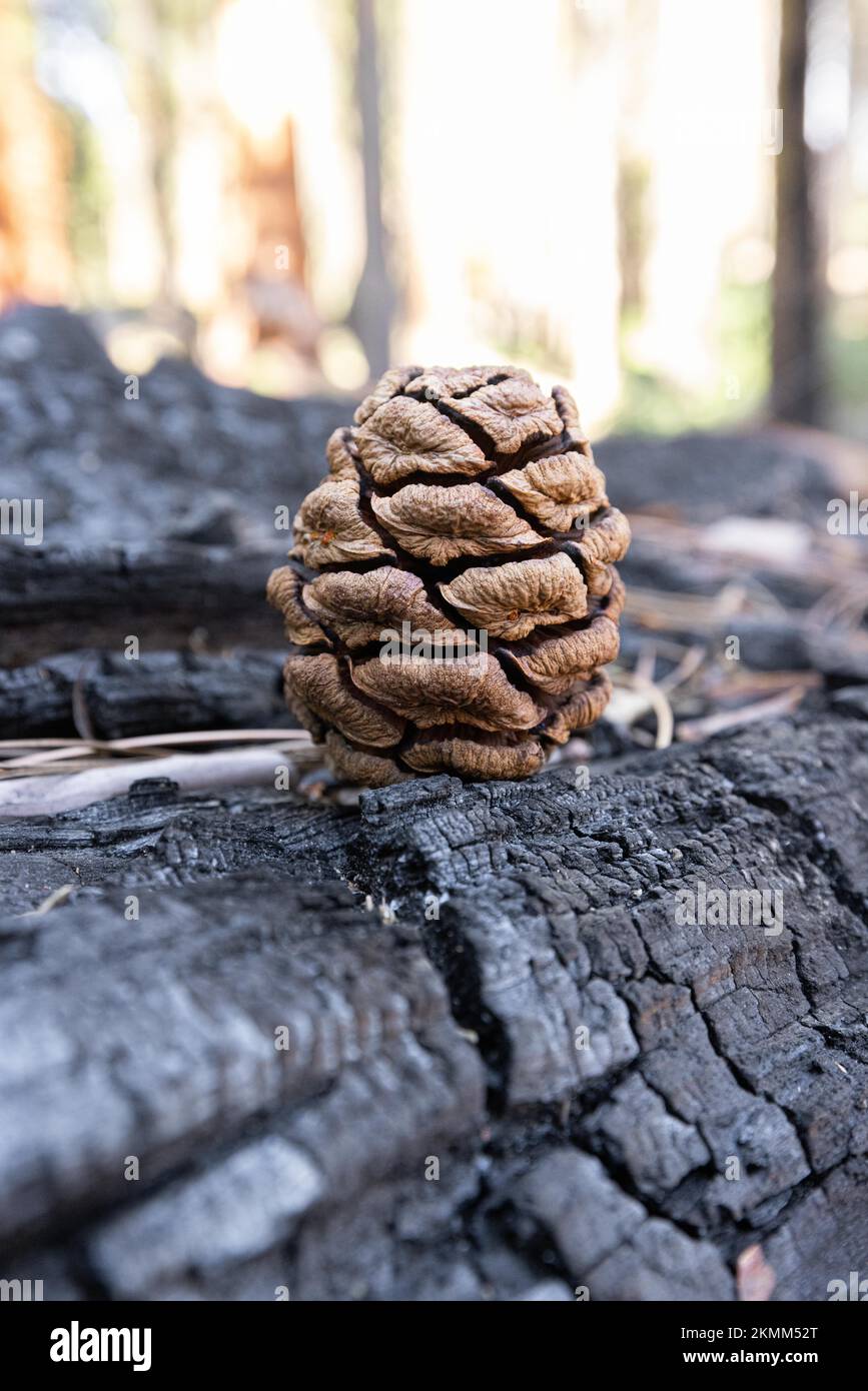 A vertical shot of the conifer cone placed on the gray tree branch ...