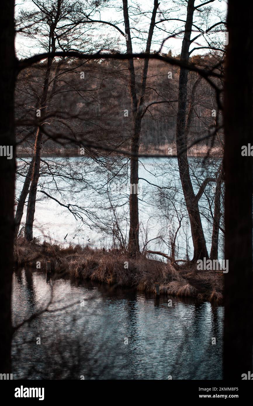 A beautiful vertical view of a river through branches during sunrise ...