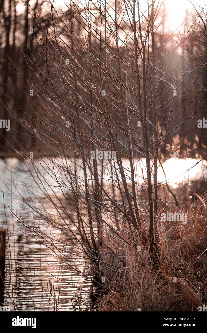 A beautiful vertical view of a river through branches during sunrise ...