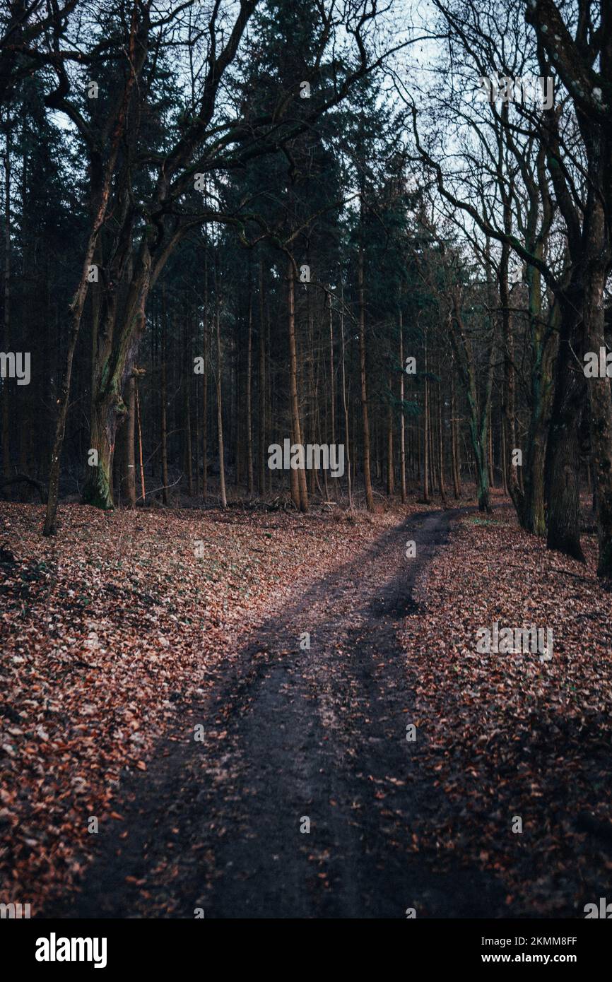 A beautiful vertical view of a trail in a forest with autumn trees ...