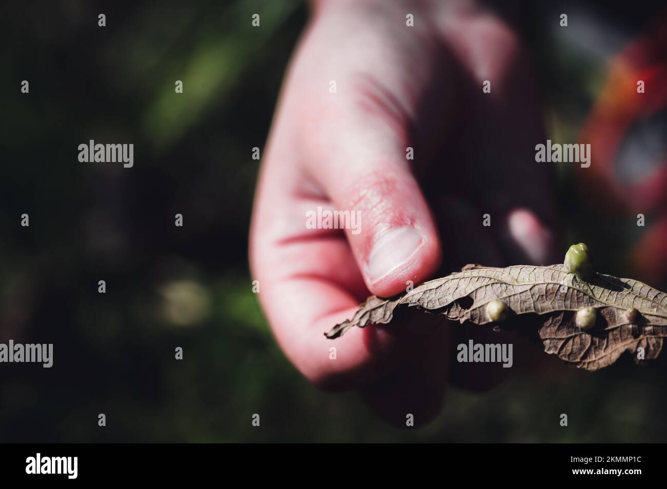 Hand holding a leaf with gall parasites on it Stock Photo - Alamy