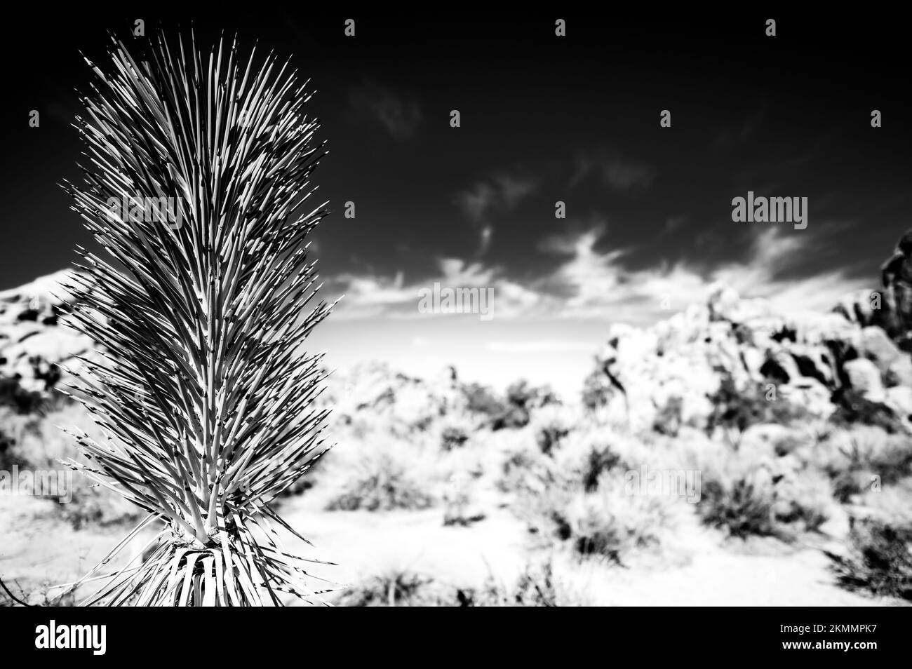 Landscape of Joshua Tree National Park with clear skies and rocky ...