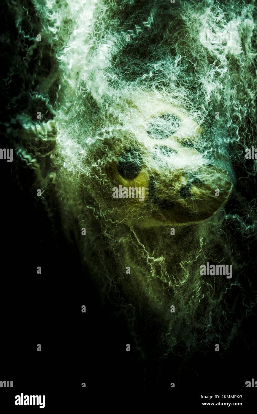 Scary spider on human skull hi-res stock photography and images - Alamy