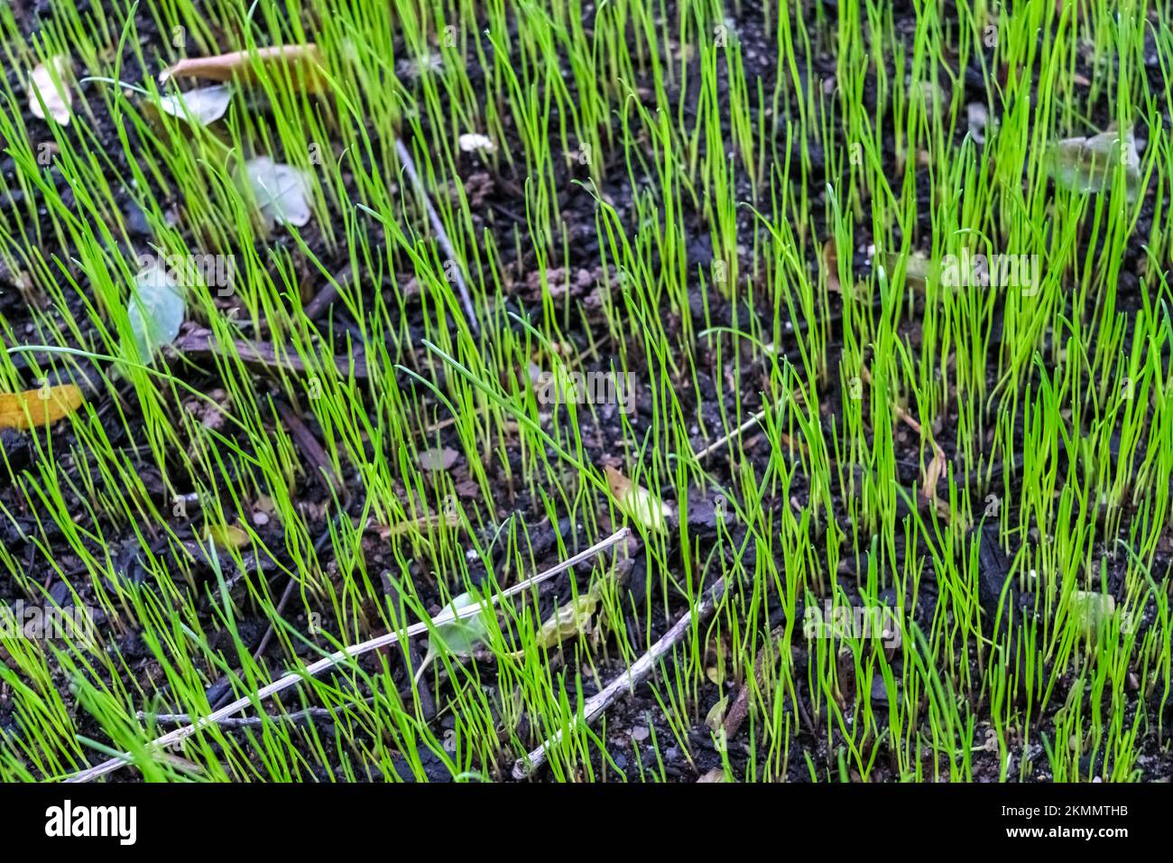 Grass sprouts growing new in a garden Stock Photo - Alamy