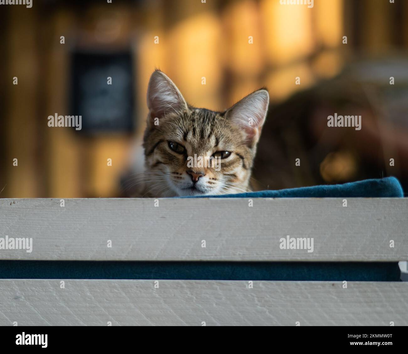 Red cat lies in a couch on the window Stock Photo - Alamy