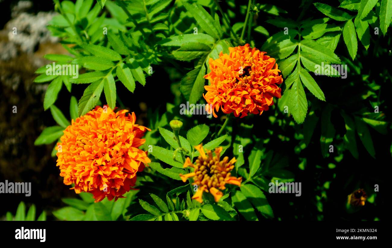 Beautiful stunning marigold flowers hi-res stock photography and images ...