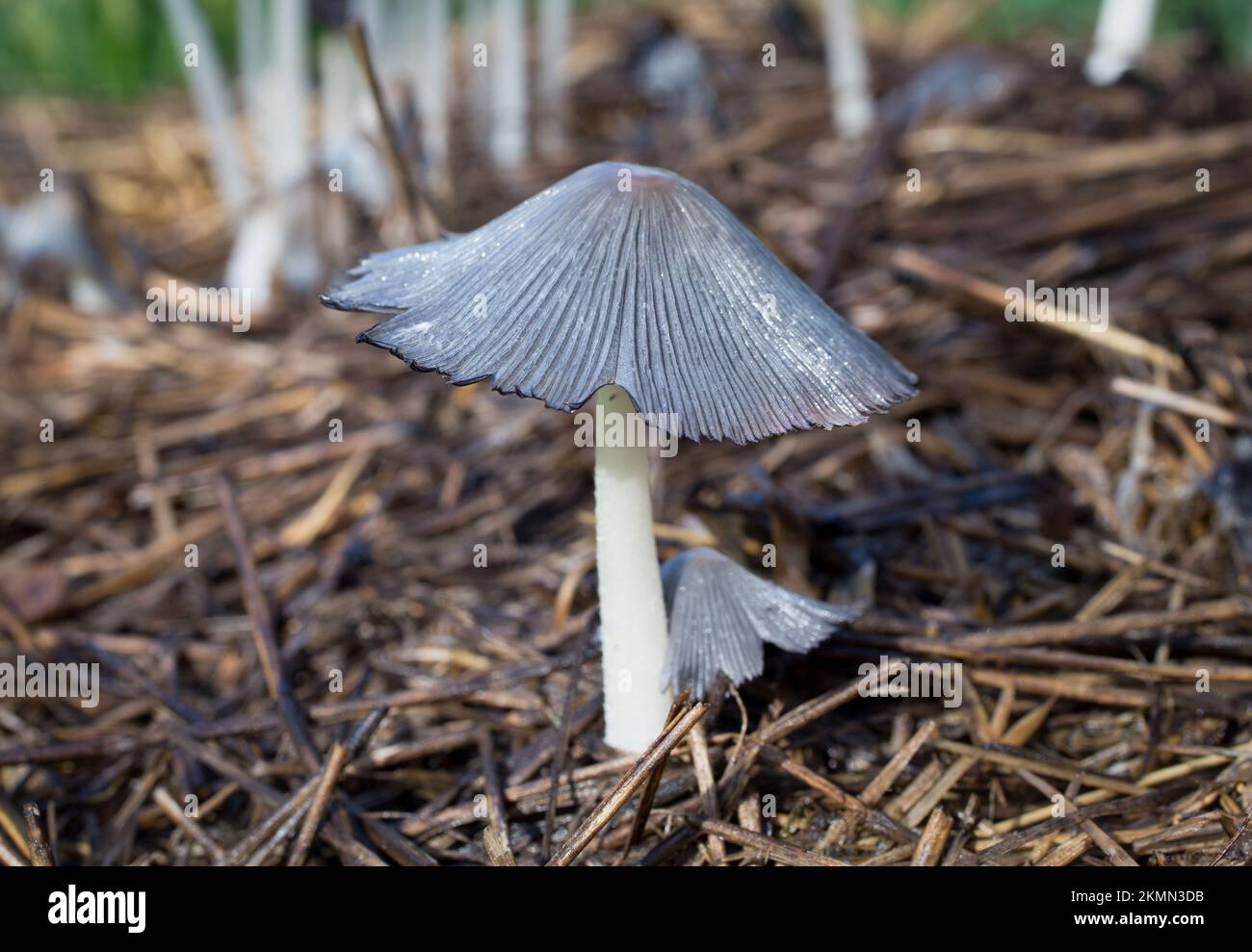 A pleated ink cap mushroom, Parasola plicatilis, under mixed conifers ...