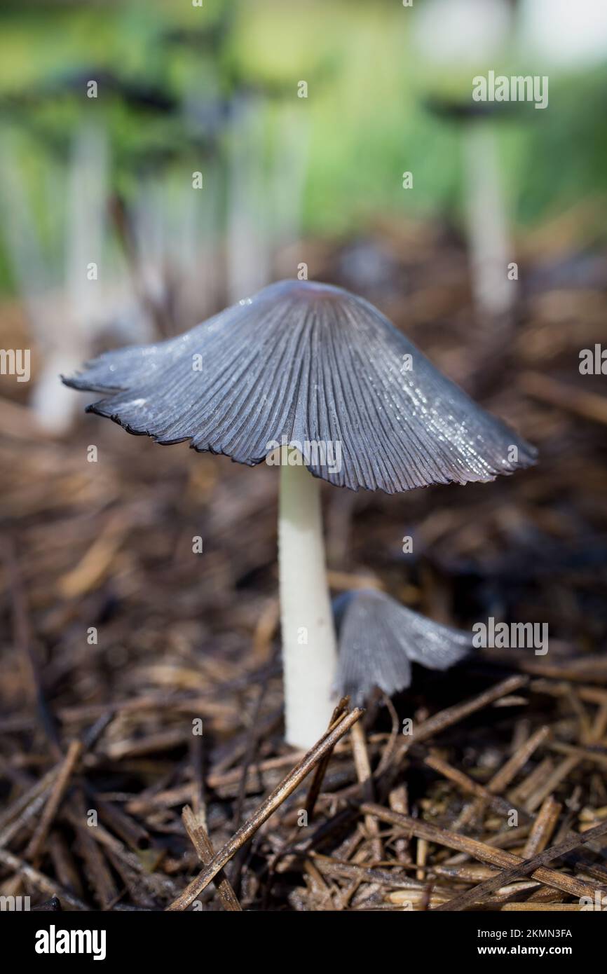 A pleated ink cap mushroom, Parasola plicatilis, under mixed conifers ...