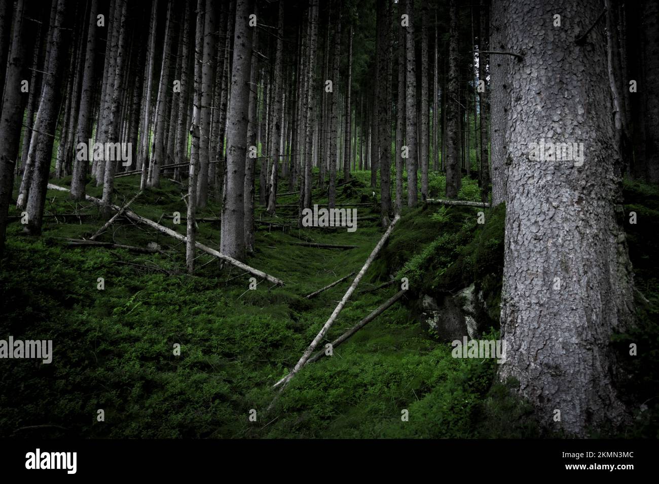 A dense forest with green mossy ground Stock Photo - Alamy