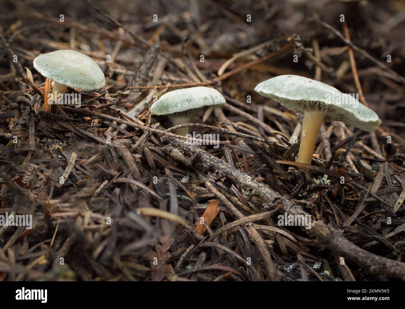 Aniseed toadstools, Clitocybe odora, emanating from the forest floor ...
