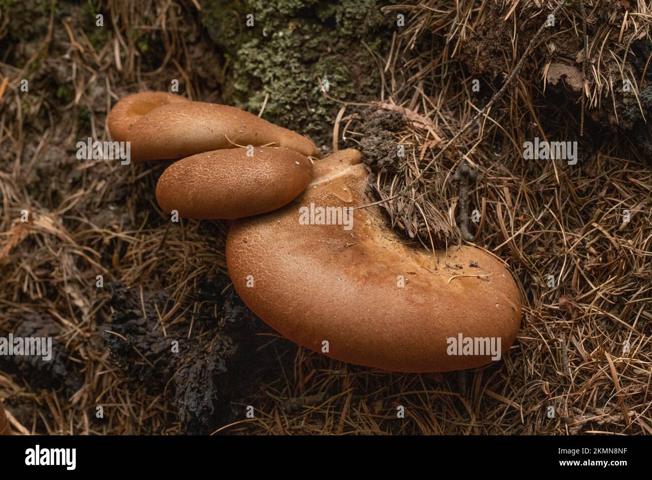 Agaricus atrotomentosus hi-res stock photography and images - Alamy
