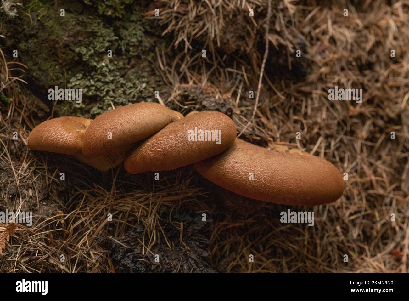Tapinella atrotomentosa, velvet rim roll mushrooms growing on a rotted ...