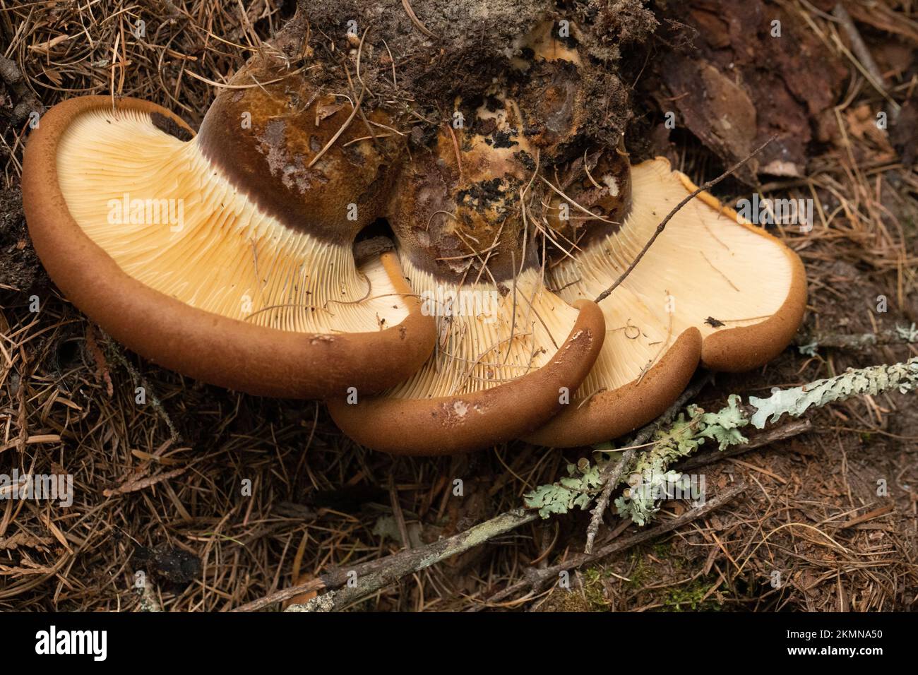 Tapinella atrotomentosa, velvet rim roll mushrooms growing on a rotted ...