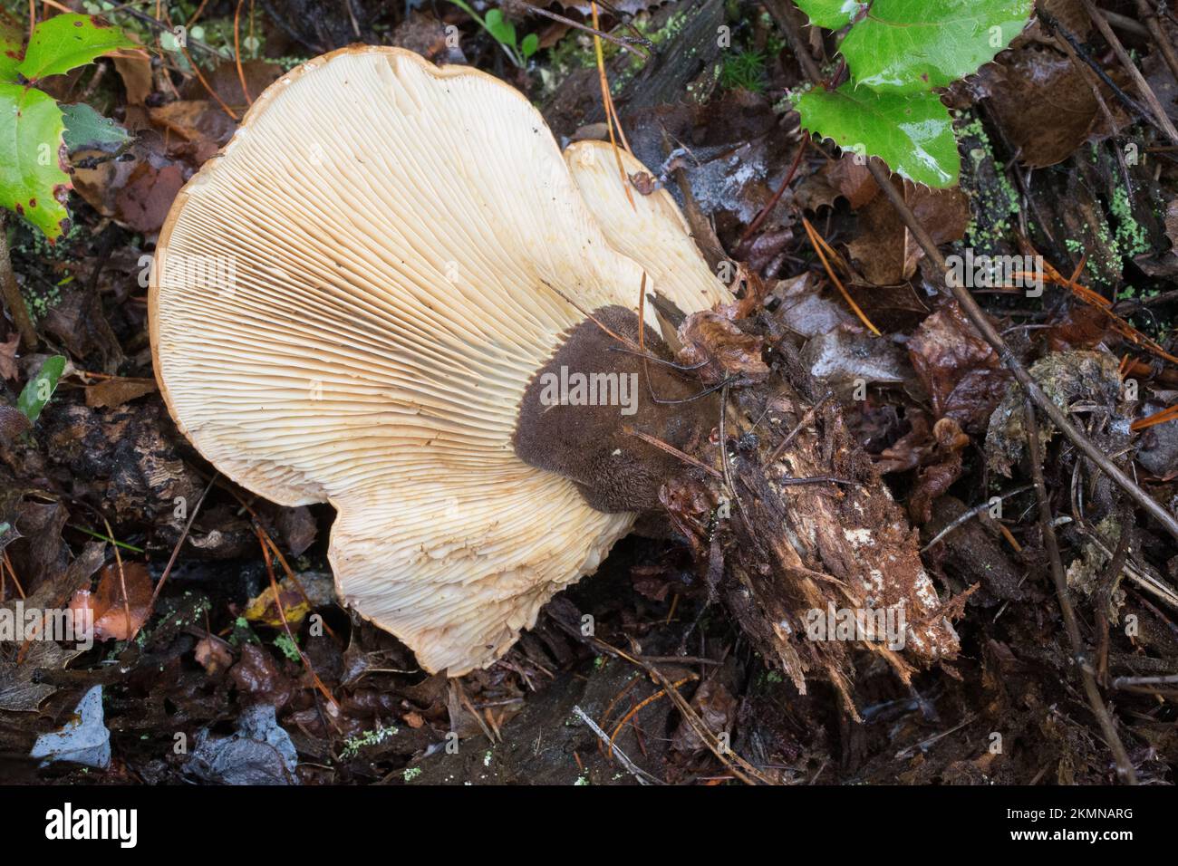 The gills and stem of a velvet rim roll mushroom, Tapinella ...