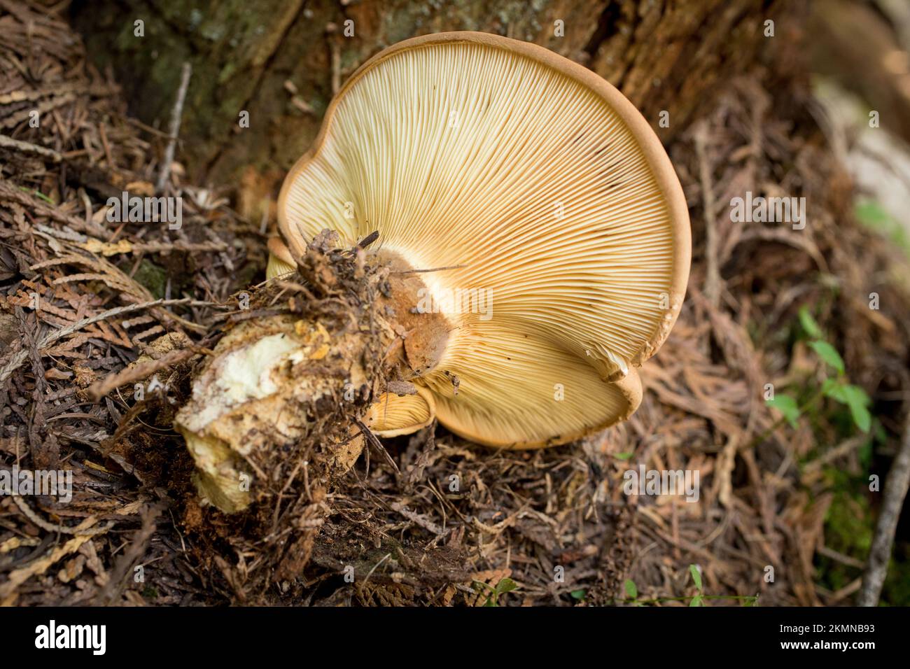 Agaricus atrotomentosus hi-res stock photography and images - Alamy