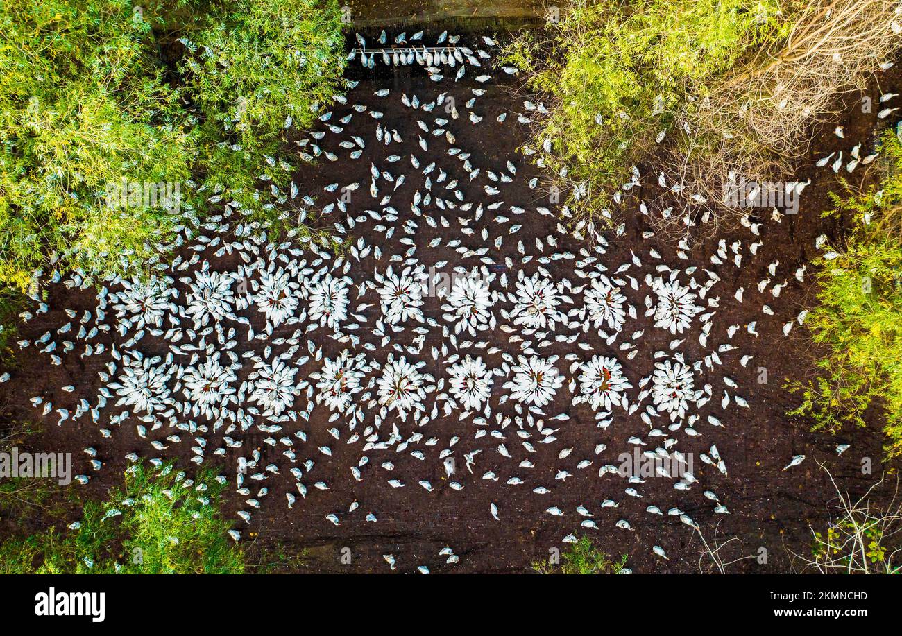 SUQIAN, CHINA - NOVEMBE 25, 2022 - Workers feed geese at an understory ...