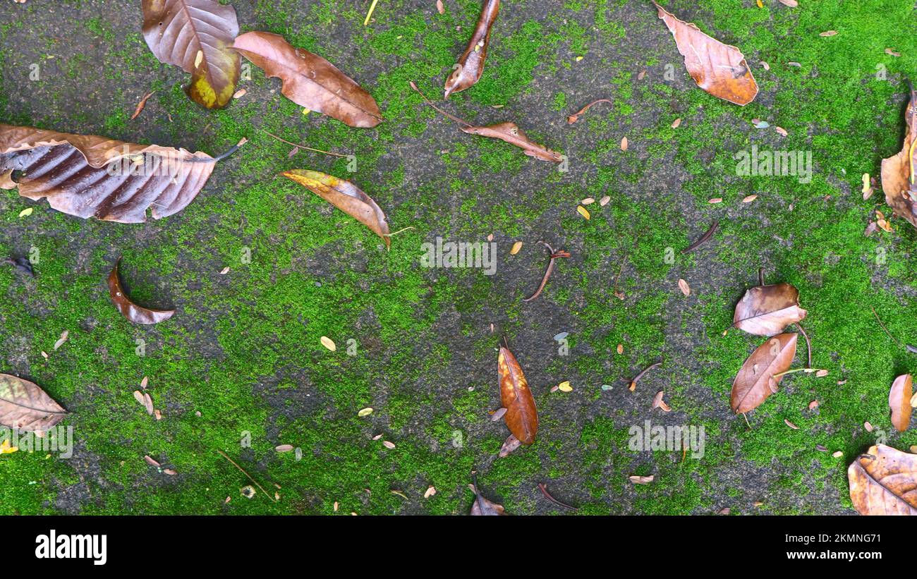 Mossy concrete road texture with dry leaves Stock Photo - Alamy