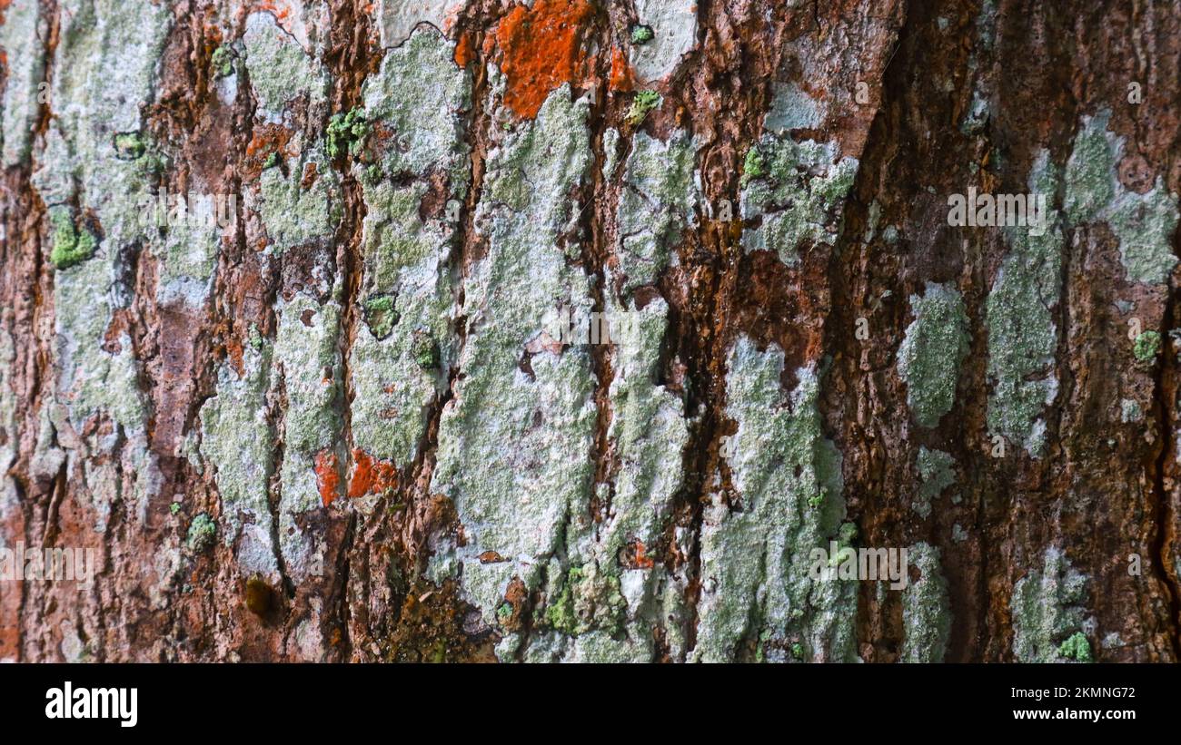 amazing bark texture as background Stock Photo - Alamy