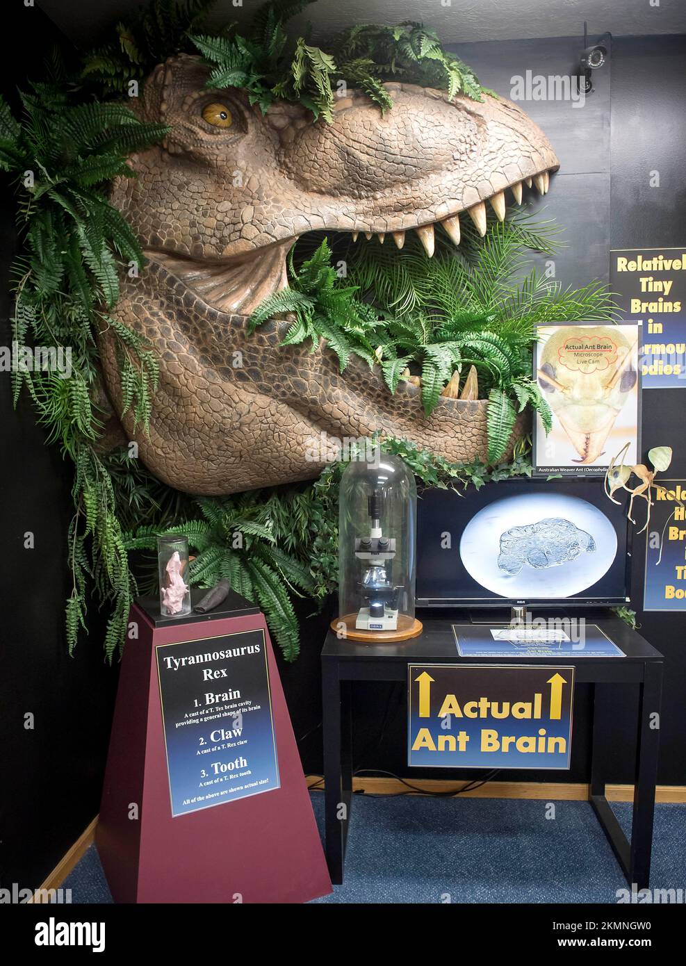 Bozeman, Montana, USA. 26th Nov, 2022. The collection at The American ...