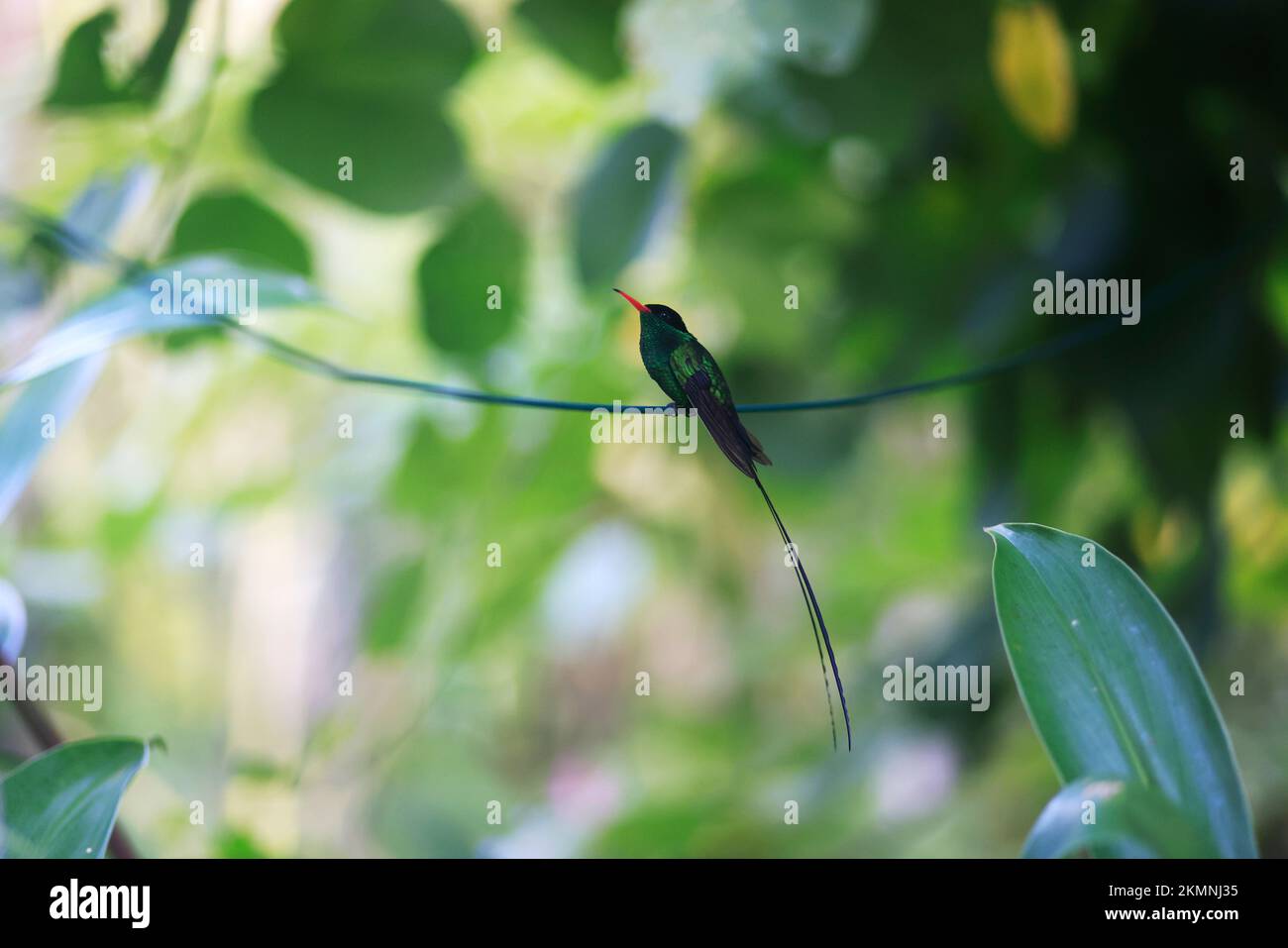 A Doctor Bird or Wimpelschwanz (Trochilus polytmus), Hummingbird ...