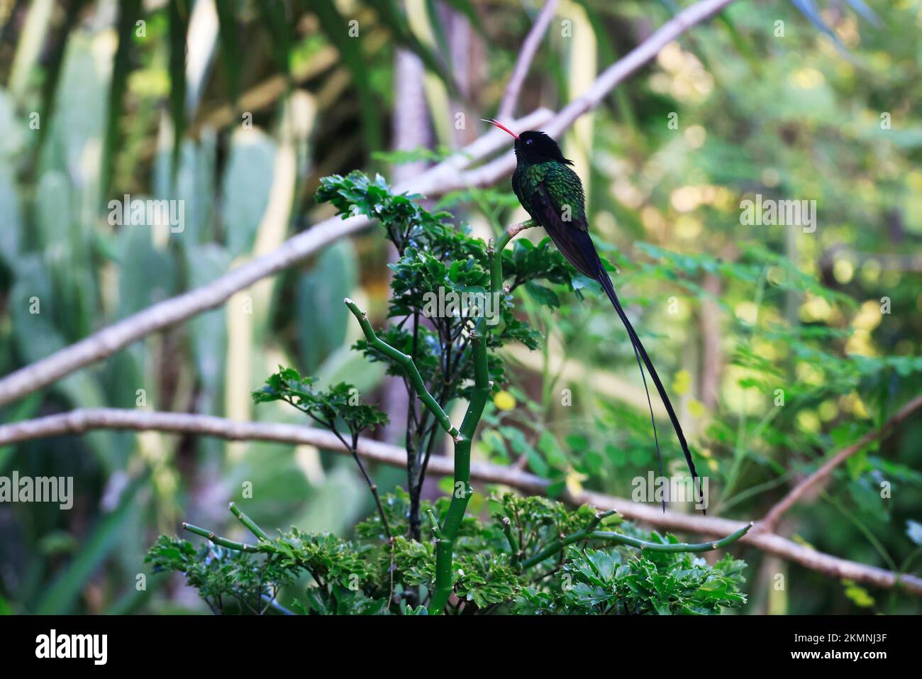 A Doctor Bird or Wimpelschwanz (Trochilus polytmus), Hummingbird ...