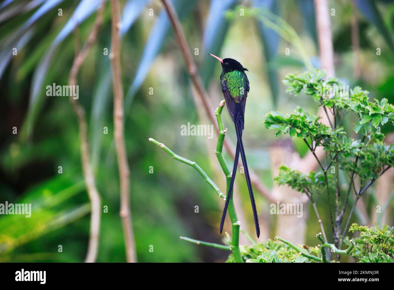 A Doctor Bird or Wimpelschwanz (Trochilus polytmus), Hummingbird ...