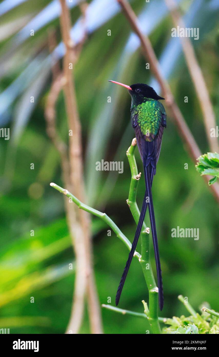 A Doctor Bird or Wimpelschwanz (Trochilus polytmus), Hummingbird ...