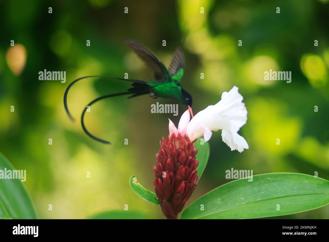 A Doctor Bird or Wimpelschwanz (Trochilus polytmus), Hummingbird ...