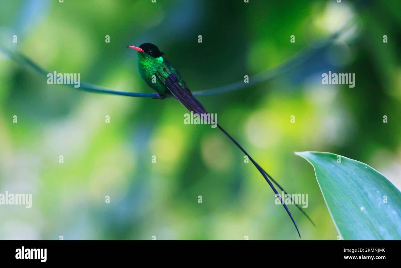 Jamaican National Bird